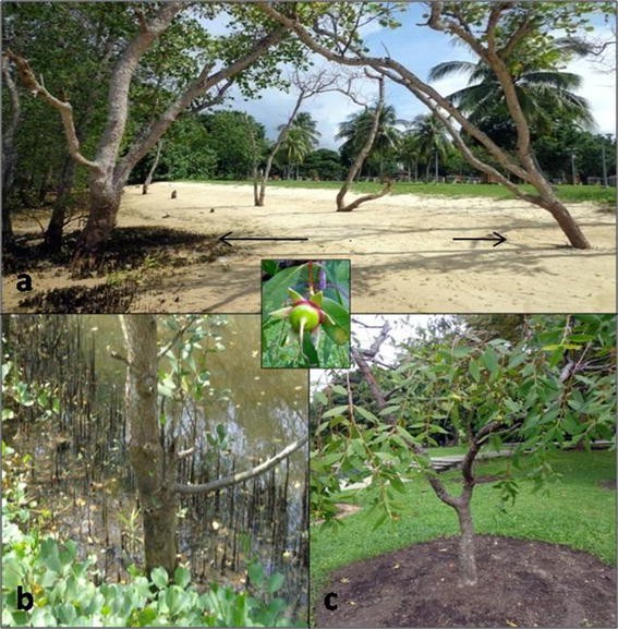 Mangrove root: adaptations and ecological importance | SpringerLink