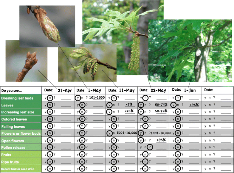 Standardized phenology monitoring methods to track plant and animal ...