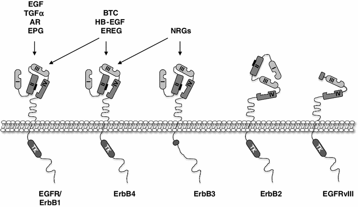 The EGFR signalling system in the liver: from hepatoprotection to ...
