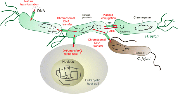 DNA transfer in the gastric pathogen Helicobacter pylori | SpringerLink