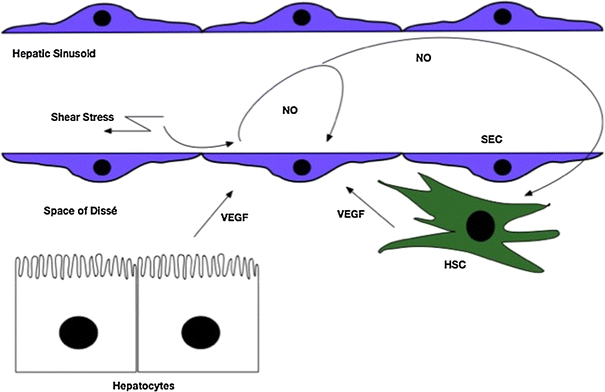 Hepatic sinusoids in liver injury, inflammation, and fibrosis: new ...