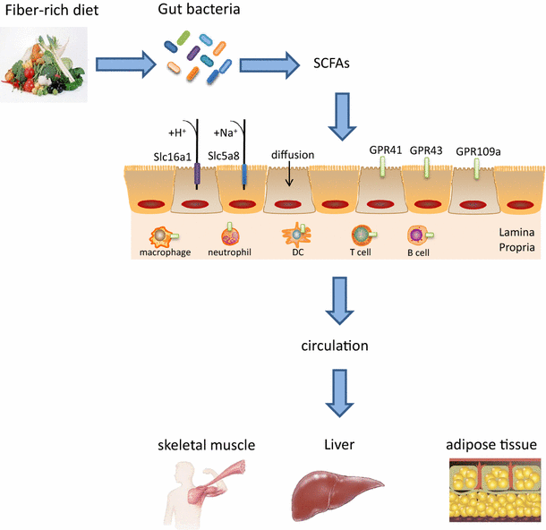 Microbiota metabolite short chain fatty acids, GPCR, and inflammatory ...