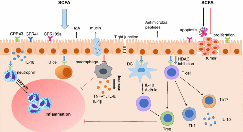 Microbiota metabolite short chain fatty acids, GPCR, and inflammatory ...
