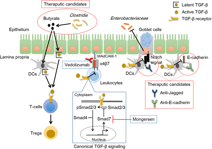 TGF-β in inflammatory bowel disease: a key regulator of immune cells, epithelium, and the ...
