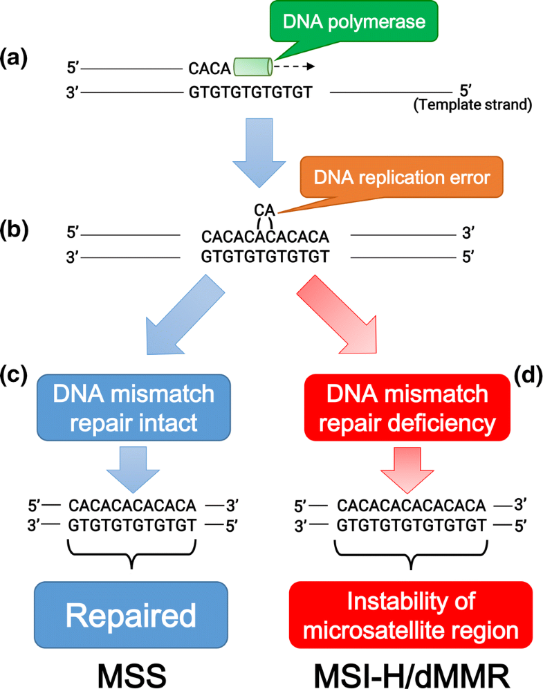 Microsatellite instability and immune checkpoint inhibitors: toward ...