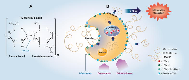 Expression and activity of hyaluronidases HYAL-1, HYAL-2 and HYAL-3 in ...