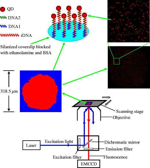 DNA microspot assay using single-molecule detection and requiring 1.8 ...
