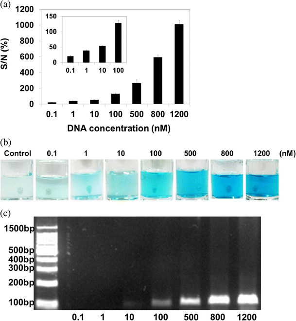 Colorimetric detection of PCR products of DNA from pathogenic bacterial ...