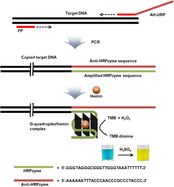 Colorimetric detection of PCR products of DNA from pathogenic bacterial ...