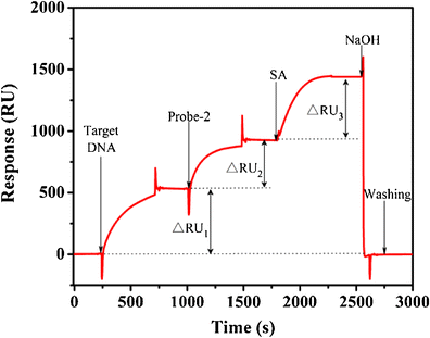 Determination of the invA gene of Salmonella using surface plasmon ...