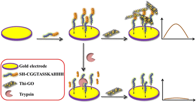 Determination of trypsin activity using a gold electrode modified with ...