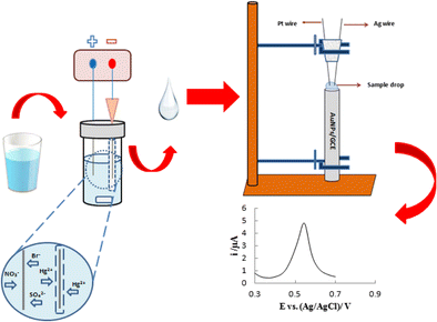 Electromembrane extraction and anodic stripping voltammetric ...