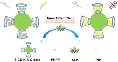 Inner filter effect based fluorometric determination of the activity of ...
