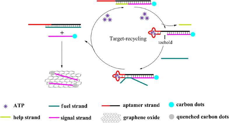Signal amplification by strand displacement in a carbon dot based ...