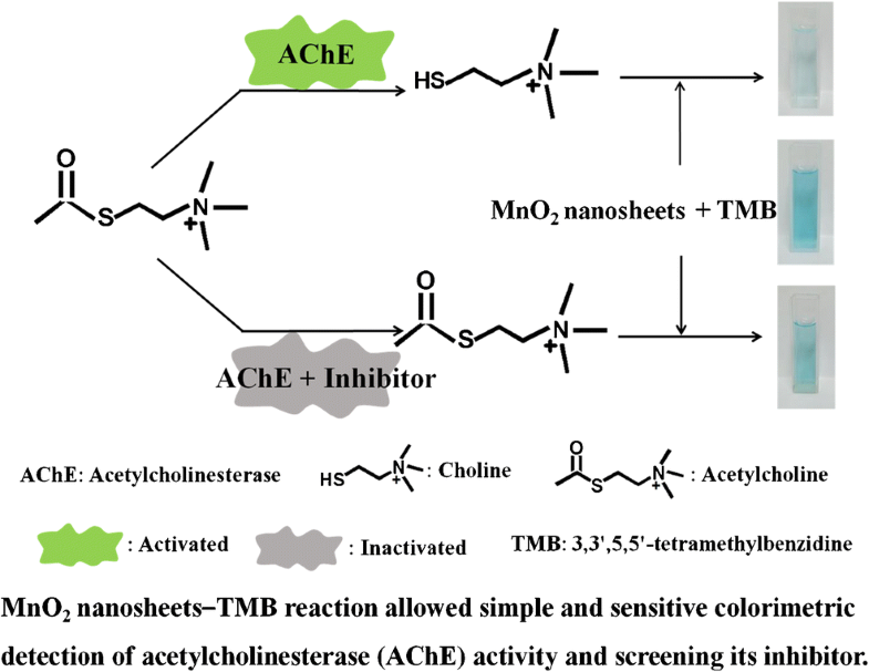 A colorimetric assay for acetylcholinesterase activity and inhibitor ...