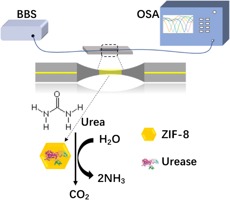 A metal-organic zeolitic framework with immobilized urease for use in a ...