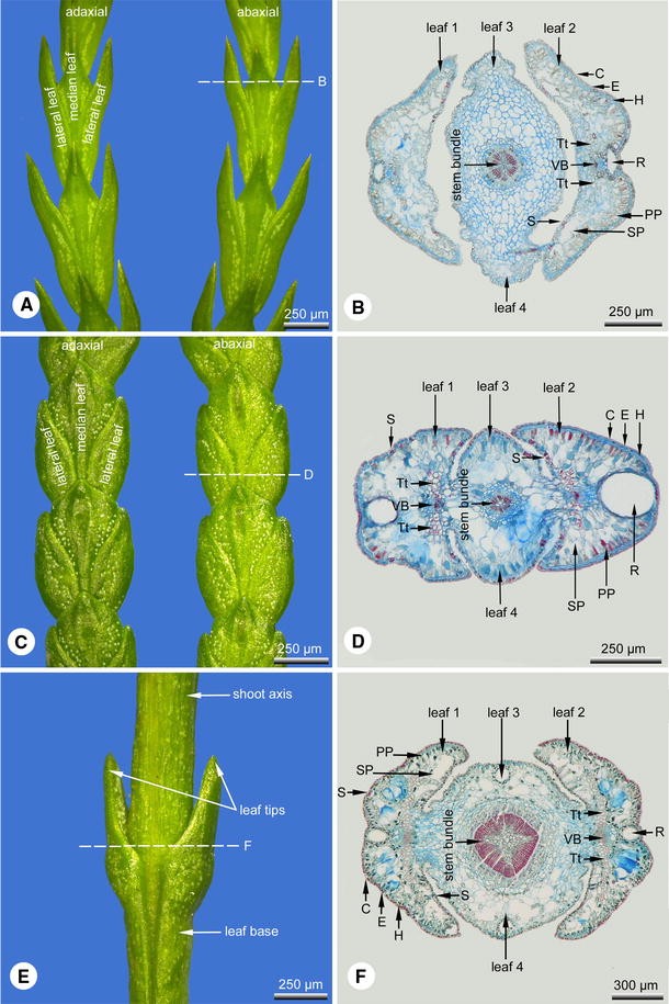 Leaf dimorphism in Thuja plicata and Platycladus orientalis (thujoid ...