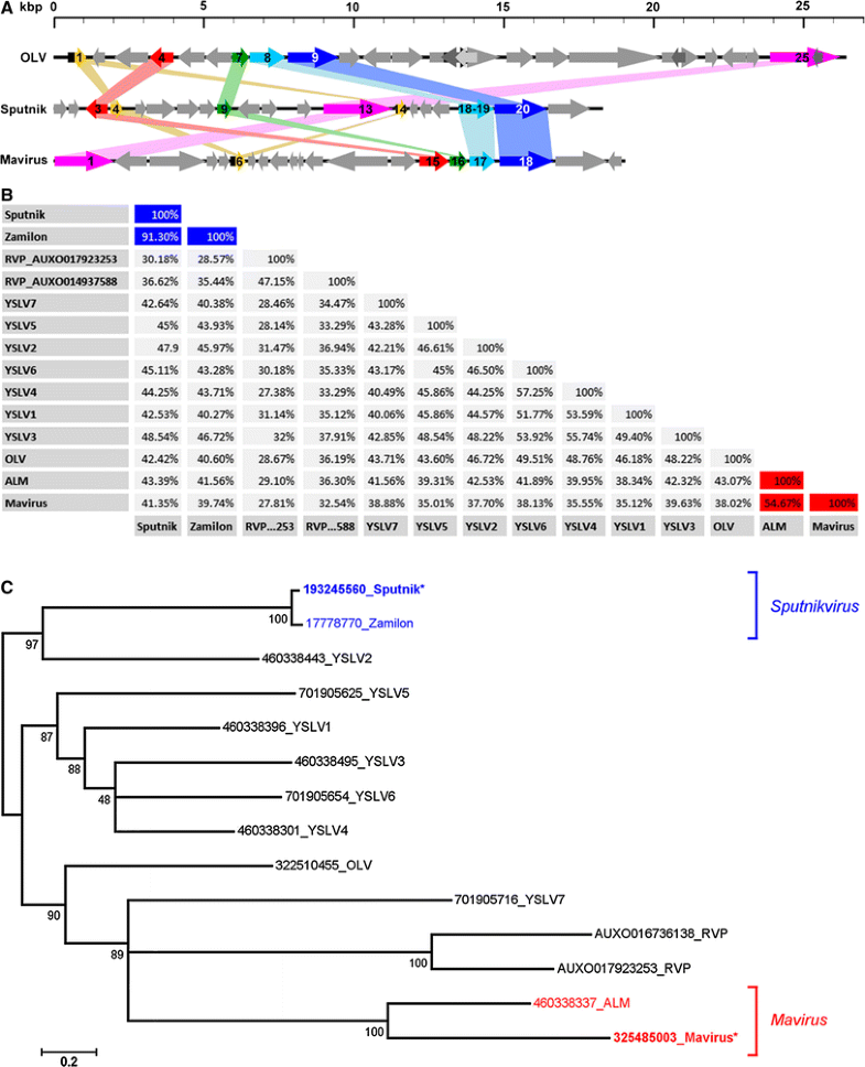 A classification system for virophages and satellite viruses | SpringerLink