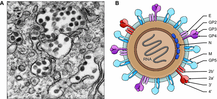 Reorganization and expansion of the nidoviral family Arteriviridae ...