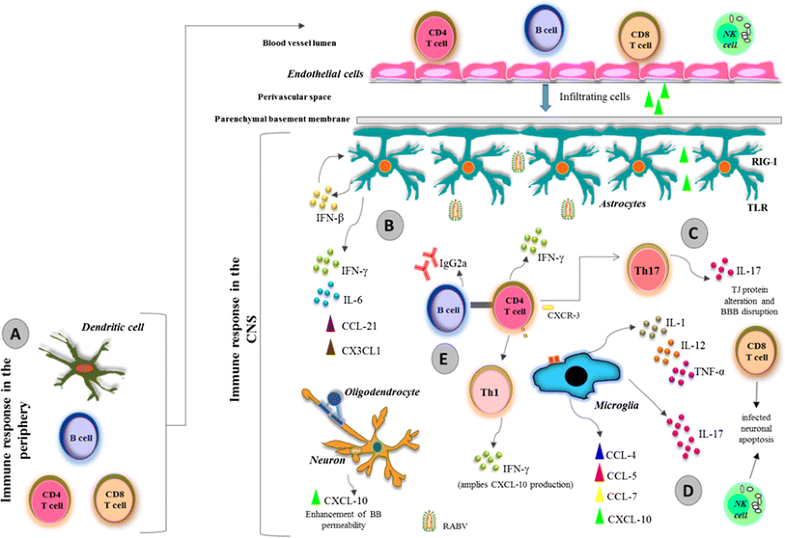 Immunological aspects of rabies: a literature review | SpringerLink