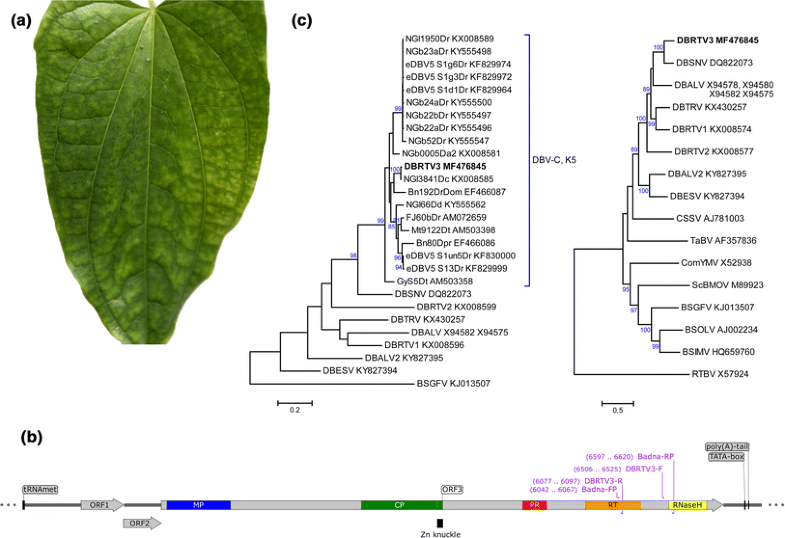 Complete genome sequence of a new member of the genus Badnavirus ...