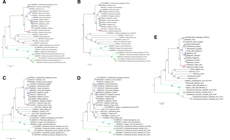 Tupanvirus”, a new genus in the family Mimiviridae | SpringerLink