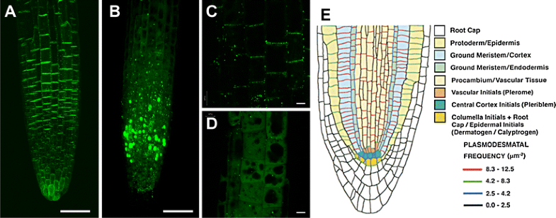 Plasmodesmata during development: re-examination of the importance of primary, secondary, and ...