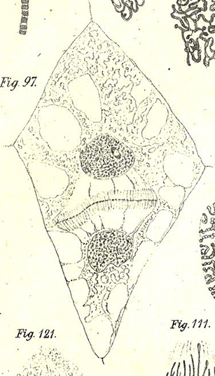 Eduard Strasburger (1844–1912): founder of modern plant cell biology ...