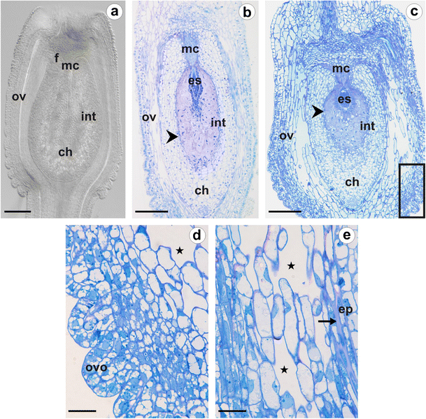 Anatomy of ovary and ovule in dandelions ( Taraxacum, Asteraceae ...