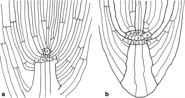 Origin of the concept of the quiescent centre of plant roots | SpringerLink