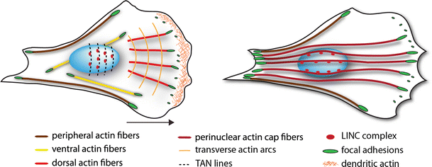 The assembly and function of perinuclear actin cap in migrating cells ...
