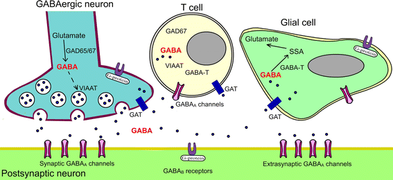 GABA is an effective immunomodulatory molecule | SpringerLink