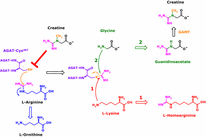 Homoarginine Arginine And Relatives Analysis Metabolism Transport