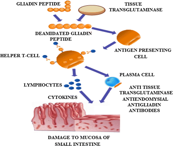 Transglutaminase 2, a double face enzyme | SpringerLink
