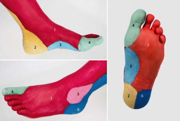 Endovaskuläre First-line-Behandlung der peripheren arteriellen ...