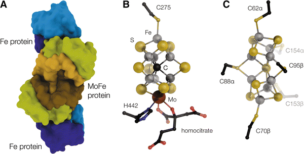 Nitrogenase FeMo cofactor: an atomic structure in three simple steps ...