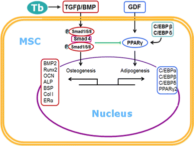 Terbium promotes adhesion and osteogenic differentiation of mesenchymal ...