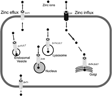 Biological consequences of zinc deficiency in the pathomechanisms of ...