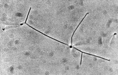 History of discovery of the first hyperthermophiles | SpringerLink
