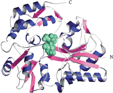 Acidophilic bacteria and archaea: acid stable biocatalysts and their ...