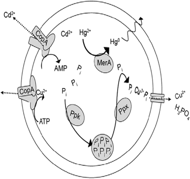 Acidophilic bacteria and archaea: acid stable biocatalysts and their ...
