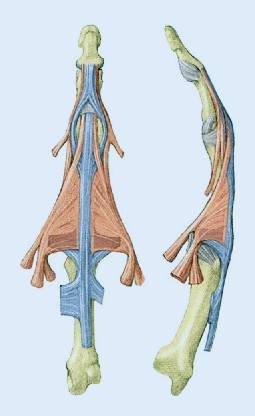 Spezielle Verletzungen der Strecksehnen an der Hand | SpringerLink