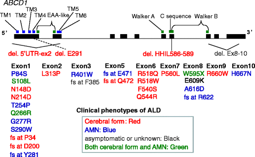 Identification of novel SNPs of ABCD1, ABCD2, ABCD3, and ABCD4 genes in ...