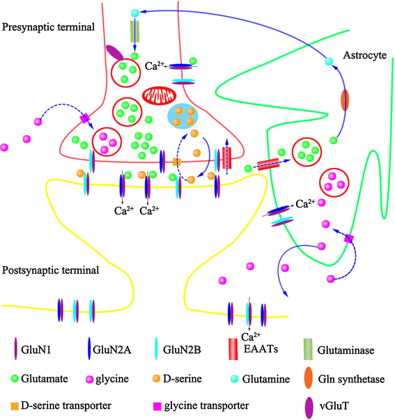 Dysfunction of NMDA receptors in Alzheimer’s disease | SpringerLink