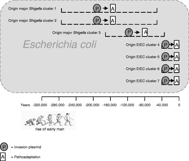 Differentiation between Shigella, enteroinvasive Escherichia coli (EIEC ...
