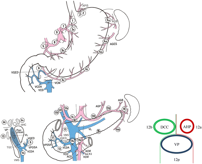 Survival benefit of “D2-plus” gastrectomy in gastric cancer patients ...