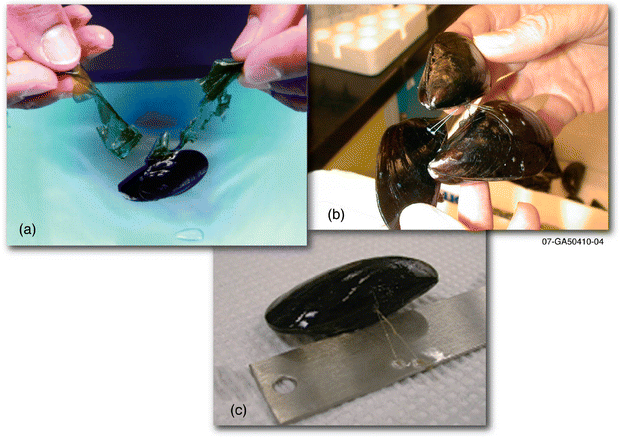 Understanding Marine Mussel Adhesion | SpringerLink