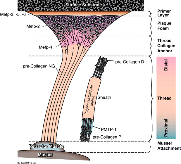 Understanding Marine Mussel Adhesion | SpringerLink