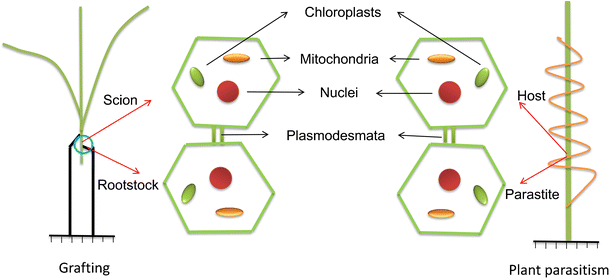 Horizontal gene transfer in plants | SpringerLink