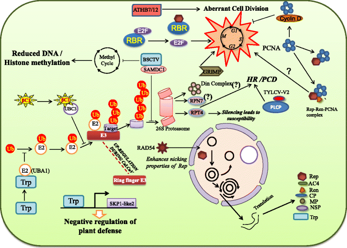 Involvement of host regulatory pathways during geminivirus infection: a ...